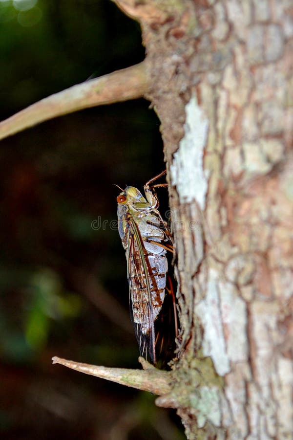 Big cicada stock photo. Image of health, color, herbaceous - 54248618