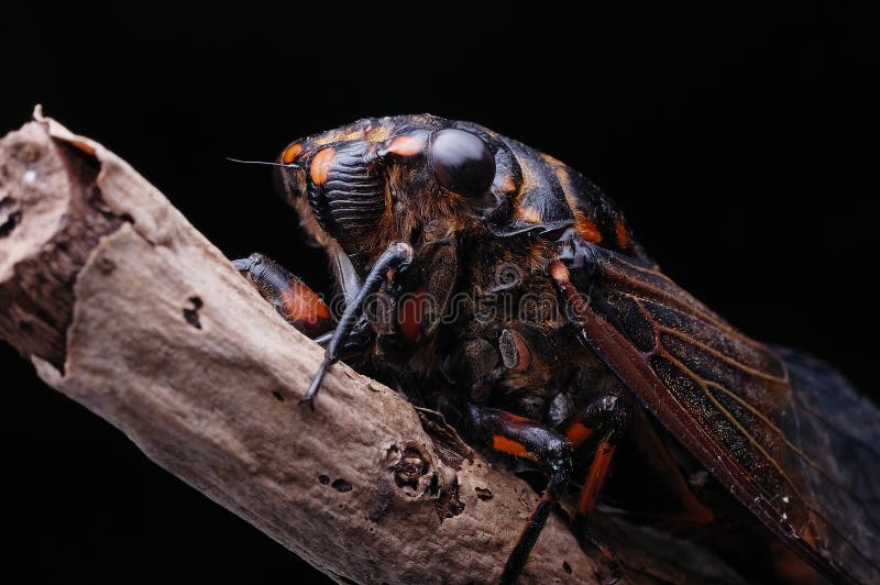 A big cicada close-up stock photo. Image of cicada, insects - 30250166