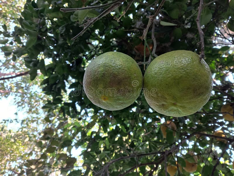 Big Citron Lemon on Branch of Hybrid Lemon Tree Stock Photo - Image of ...