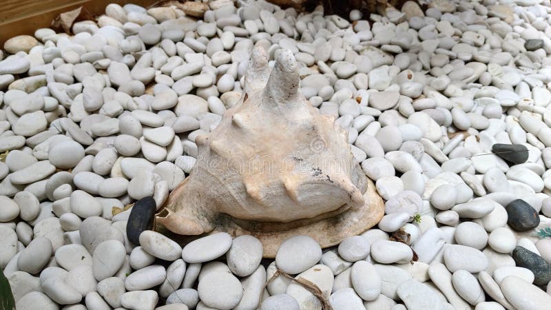 Big shell at my garden stock image. Image of sand, wildlife - 289844515