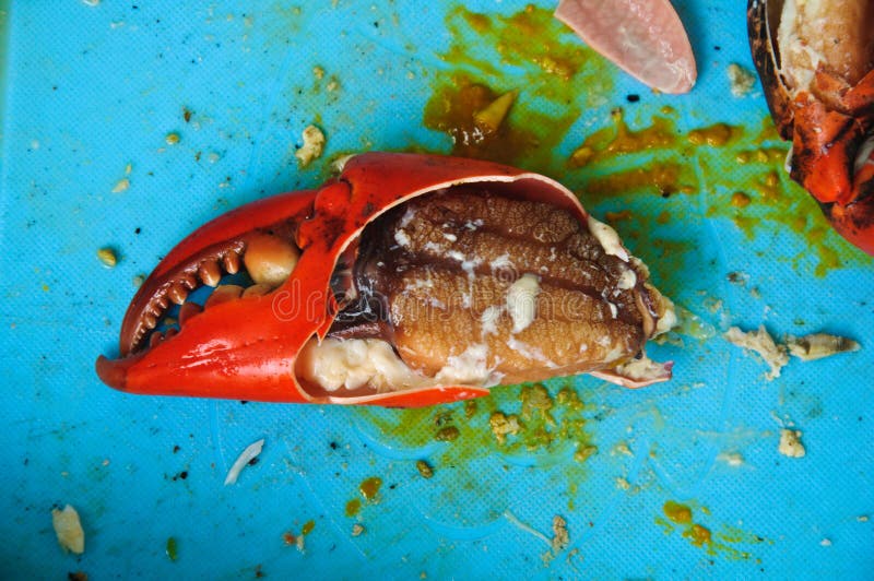 Big claws of a crab stock image. Image of green, claws - 23839065