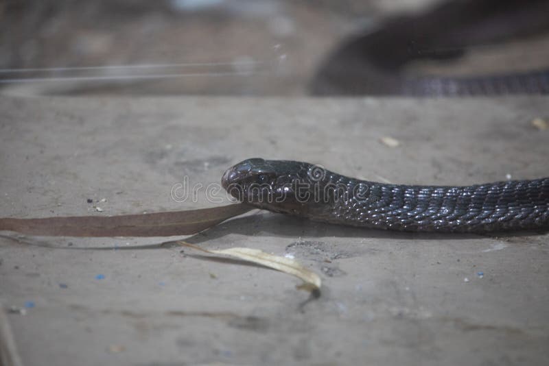A Big Cobra Snake on Ground Stock Photo - Image of snake, danger: 253211212