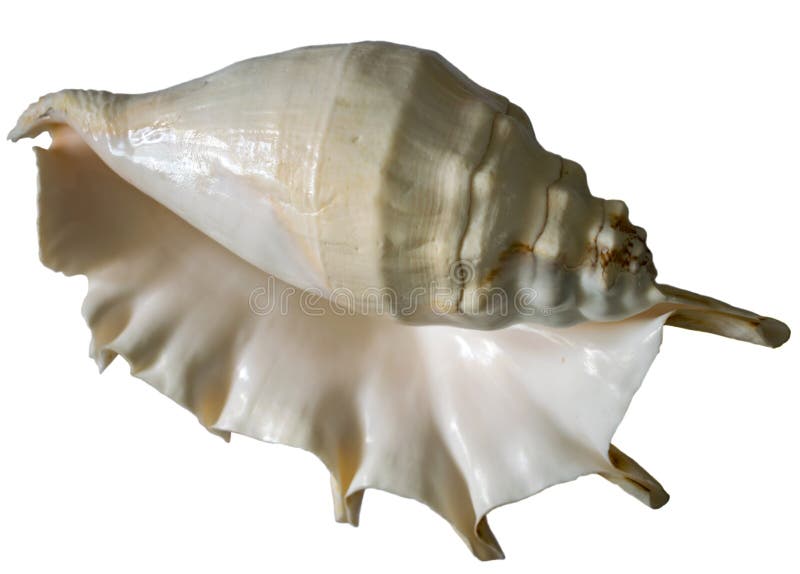 Big cockleshell stock image. Image of rest, biology - 145638067