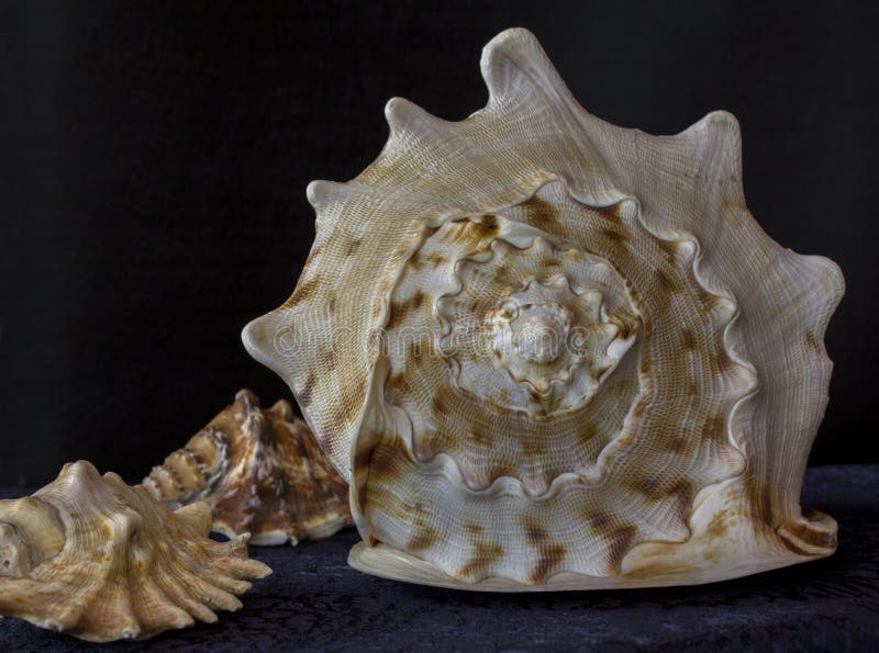 A Snail and a Sea Conch Clinging To the Rock Stock Photo - Image of ...