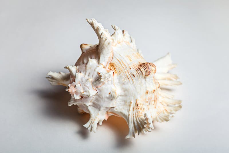 Big Beautiful White Seashell on Gray Background Stock Photo - Image of ...
