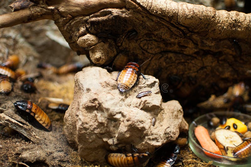 A Lot of Cockroaches are Sitting on a White Wooden Shelf. the German ...