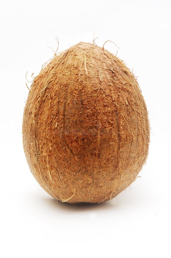 Coconut Isolated on White Background. Fresh Whole Hairy Coconut Close ...