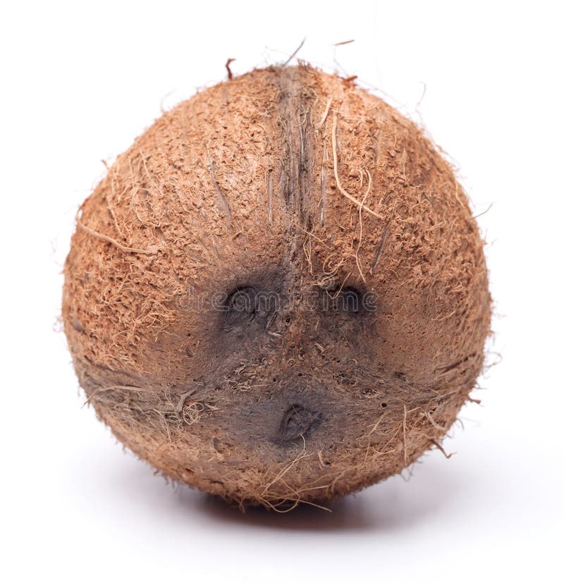 Big Coconut Isolated on a White Background Stock Photo - Image of ...