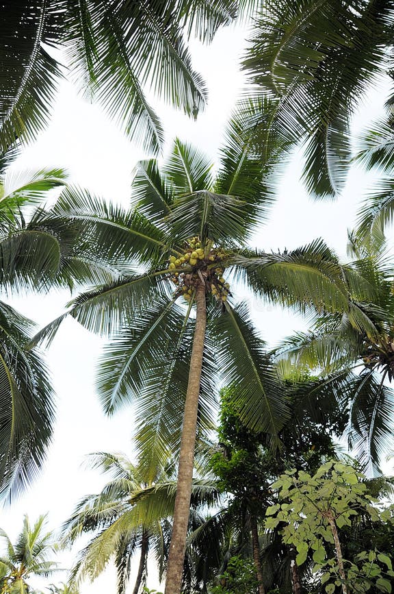 2,244 Big Coconut Fresh Stock Photos - Free & Royalty-Free Stock Photos ...