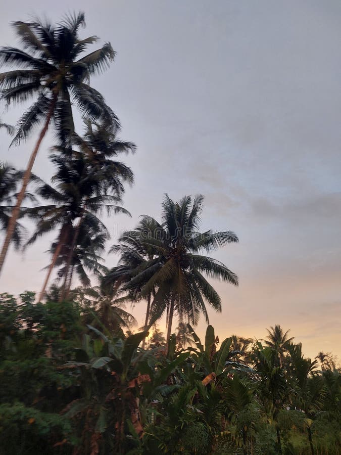 A Big Coconut Tree in a Village Stock Image - Image of village, large ...