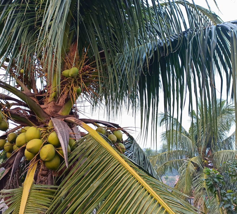 Tall Coconut Palm Trees stock image. Image of palm, group - 4770173