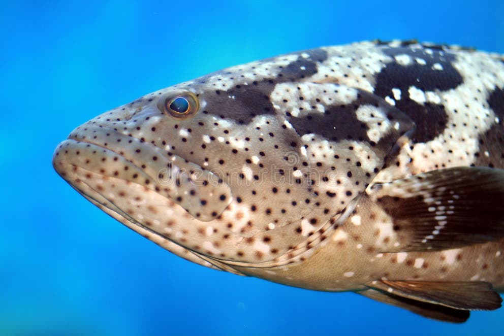 Big cod stock image. Image of south, aquarium, diving - 4551781