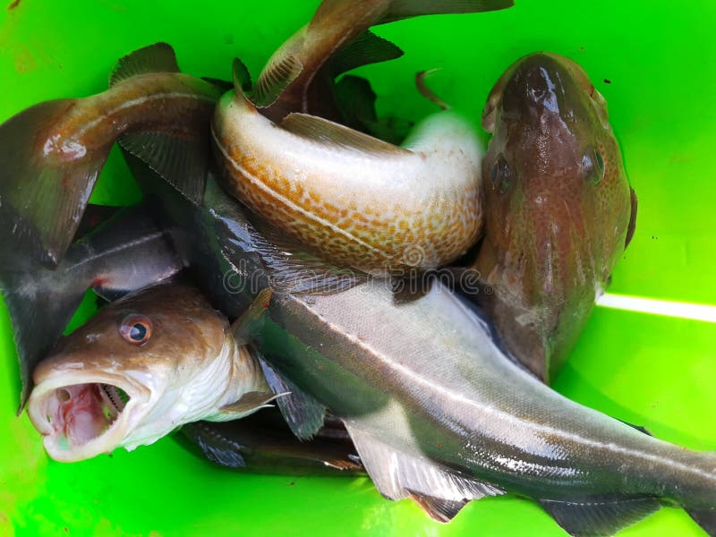 Big Cod on Baltic sea. stock image. Image of eating - 187285931