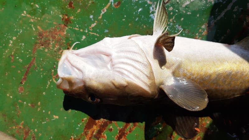Big Cod on Baltic sea. stock photo. Image of fishing - 187286002