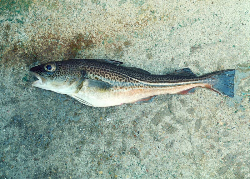 Big cod fish stock image. Image of codfish, trophy, predator - 93416173
