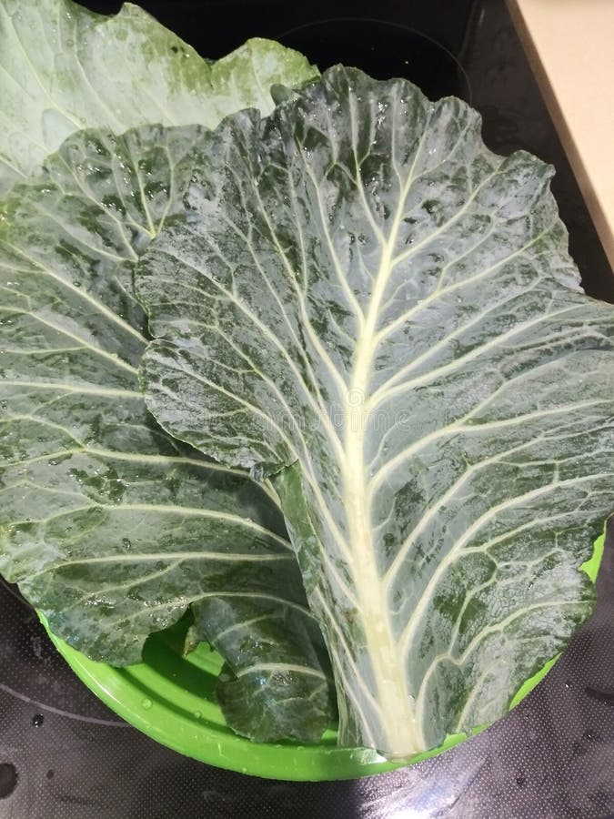 Big Collard Green Leaves stock image. Image of collard - 147206995