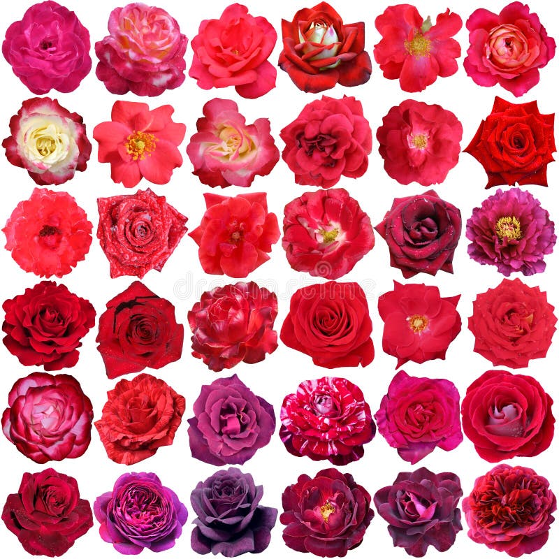 Big Collection of Beautiful Red and Purple Roses Isolated Stock Image ...