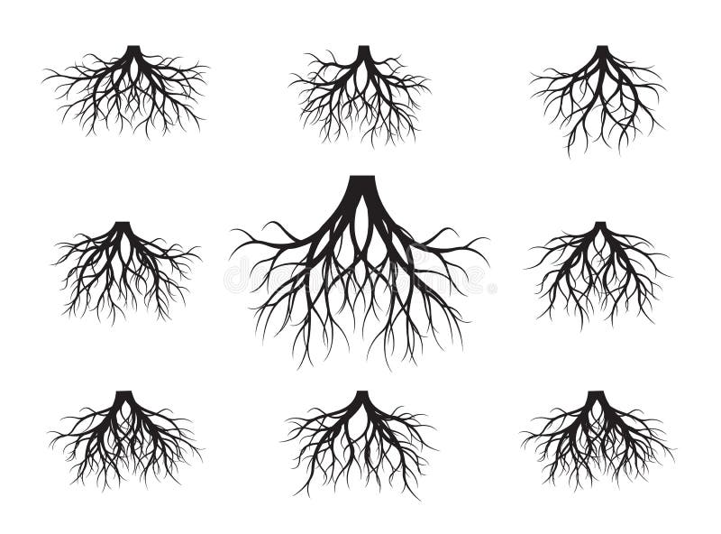 Black Root System - Taproot Vector Illustration Stock Vector ...