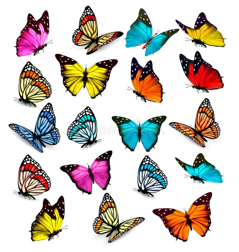 Big Collection of Colorful Butterflies. Stock Vector - Illustration of ...
