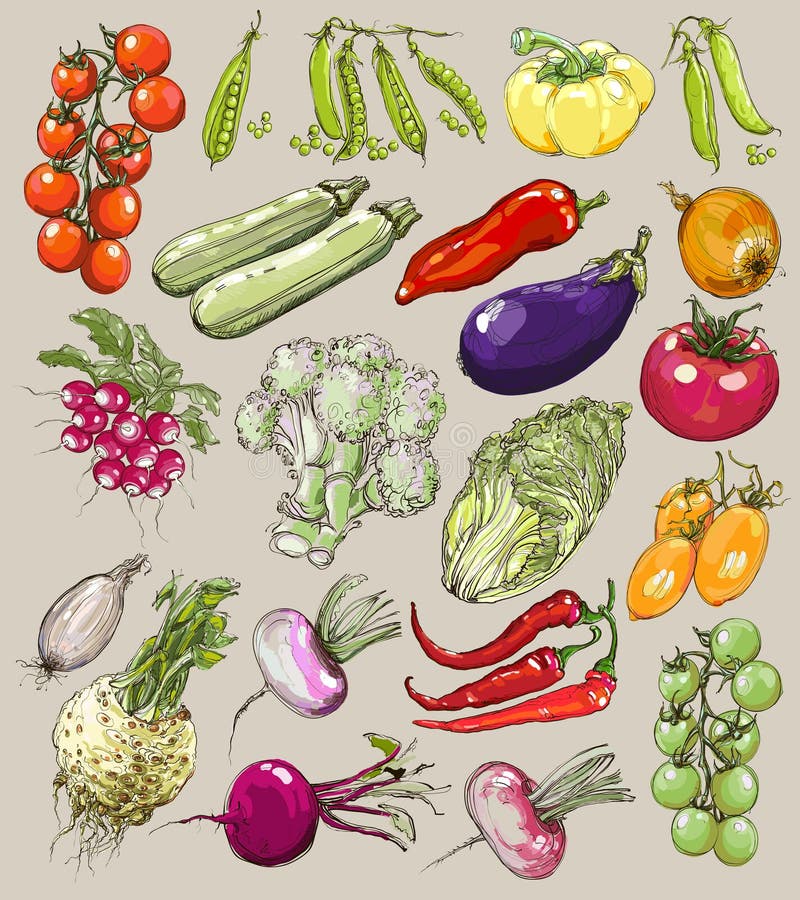 Big Collection of Hand-drawn Vegetables, Vector Stock Vector ...