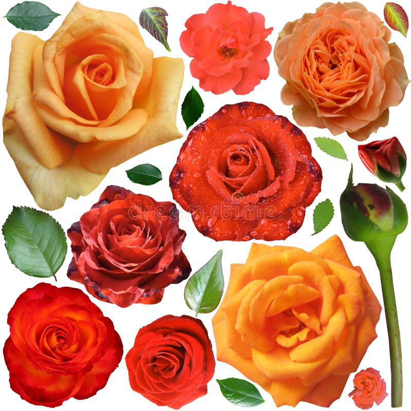 Big Collection of Orange Roses and Leaves Isolated Stock Image - Image ...