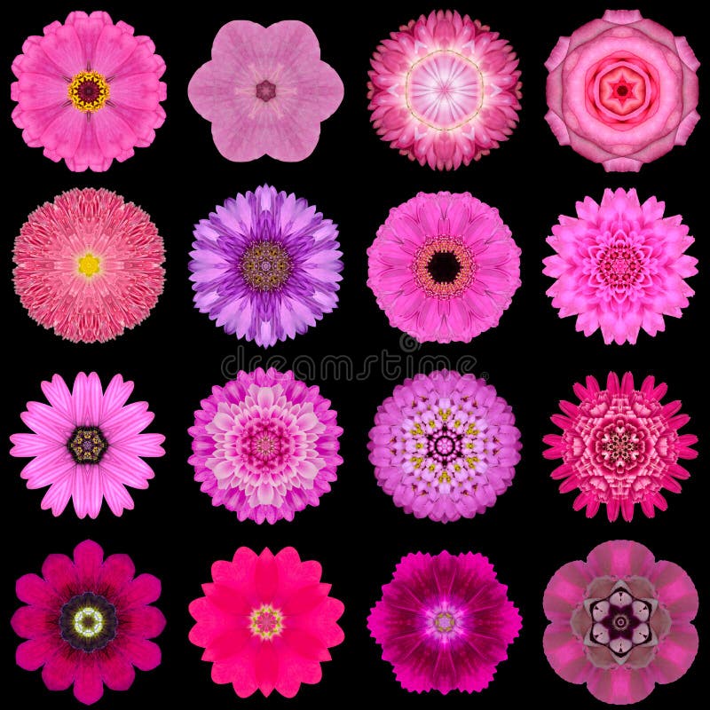 Collection Various Red Concentric Flowers Isolated on White Stock Image ...