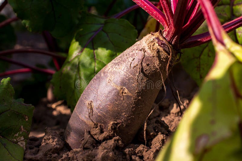 Beetroot Grows in the Ground Stock Image - Image of green, agro: 237651919