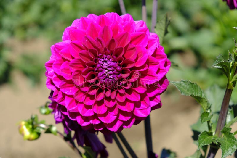 Big Colorful Dahlia Flowers in Bloom Stock Image - Image of botany ...