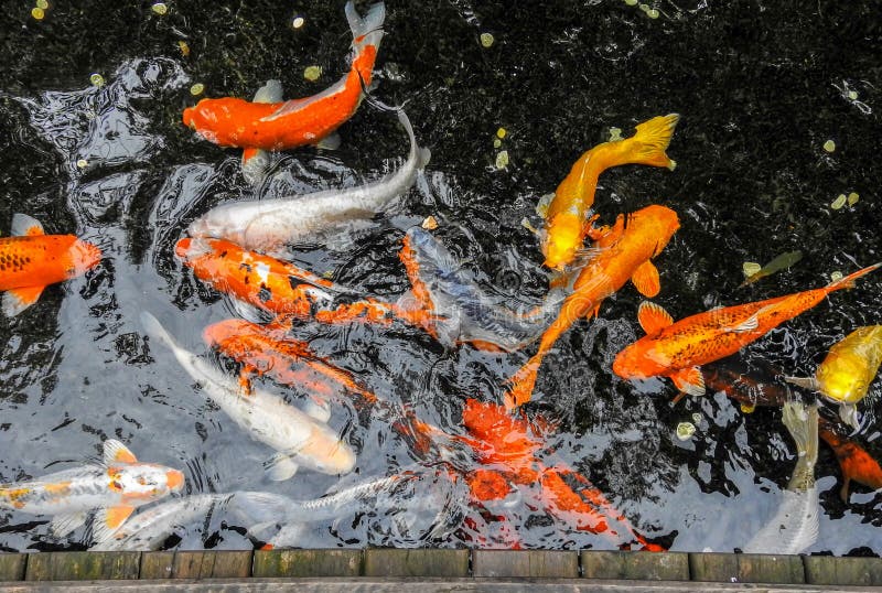 Colorful Exotic Fish in the Pond Stock Image - Image of carps, fancy ...