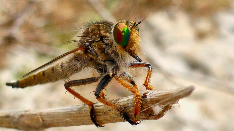 Big colorful fly stock image. Image of nature, colorful - 89677251