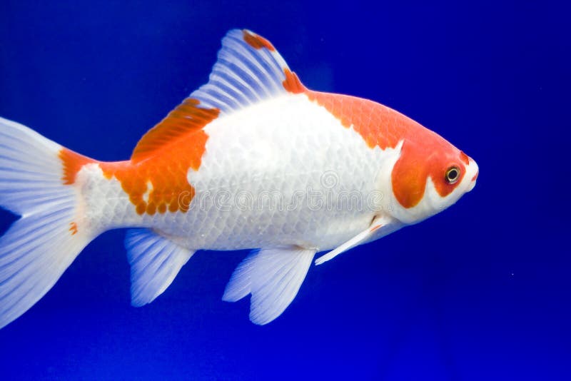 Big colorful Koi carp stock photo. Image of asia, animal - 7072498