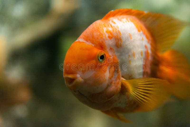Big Colorful Koi Carp Fish in a Aquarium Stock Photo - Image of chinese ...
