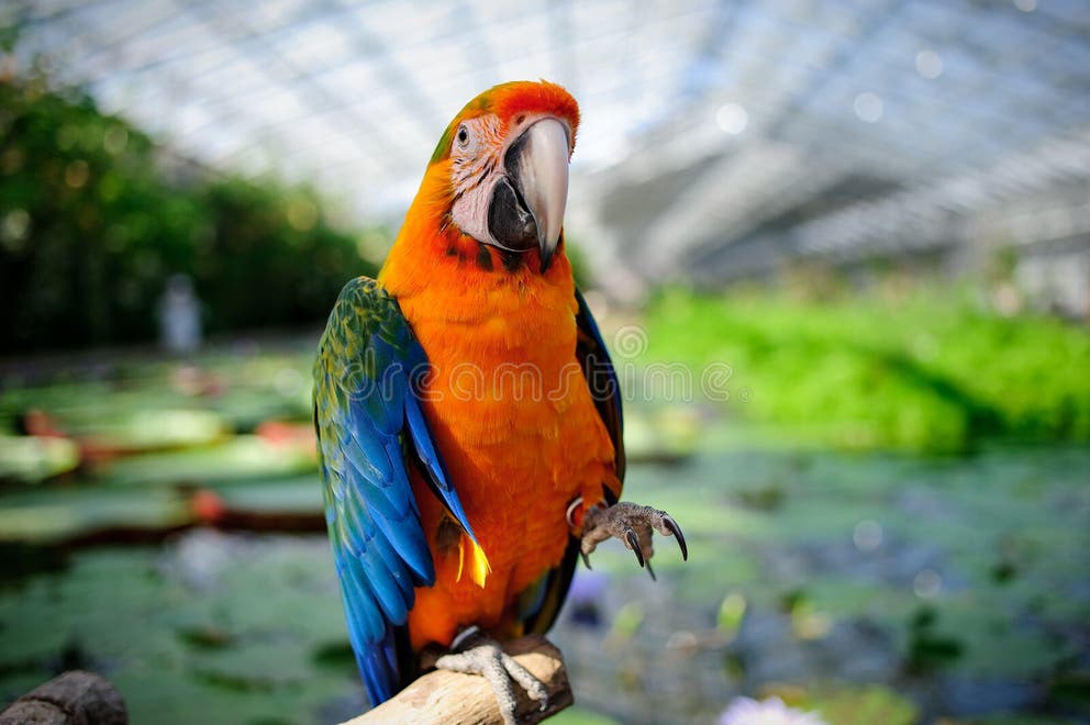 Big Colorful Parrot stock image. Image of claw, feathers - 14268639