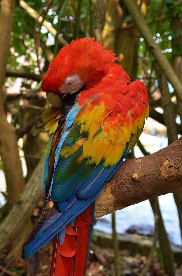 2,906 Big Colorful Parrot Stock Photos - Free & Royalty-Free Stock ...