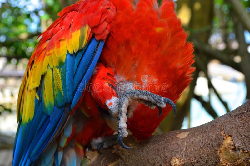 2,906 Big Colorful Parrot Stock Photos - Free & Royalty-Free Stock ...
