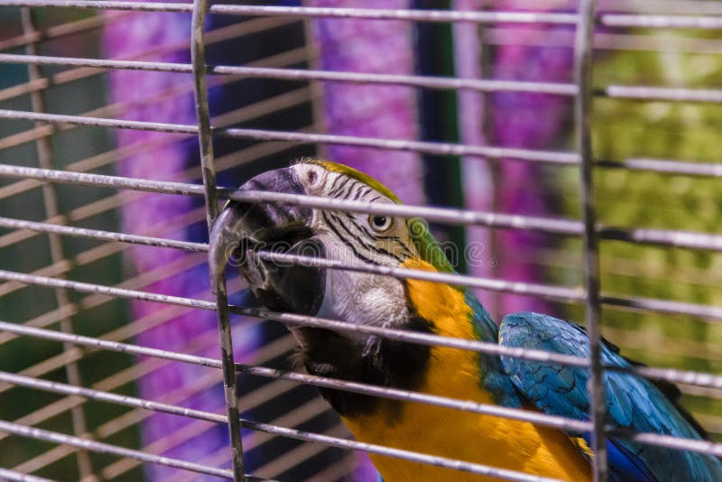 3,107 Big Colorful Parrot Stock Photos - Free & Royalty-Free Stock ...