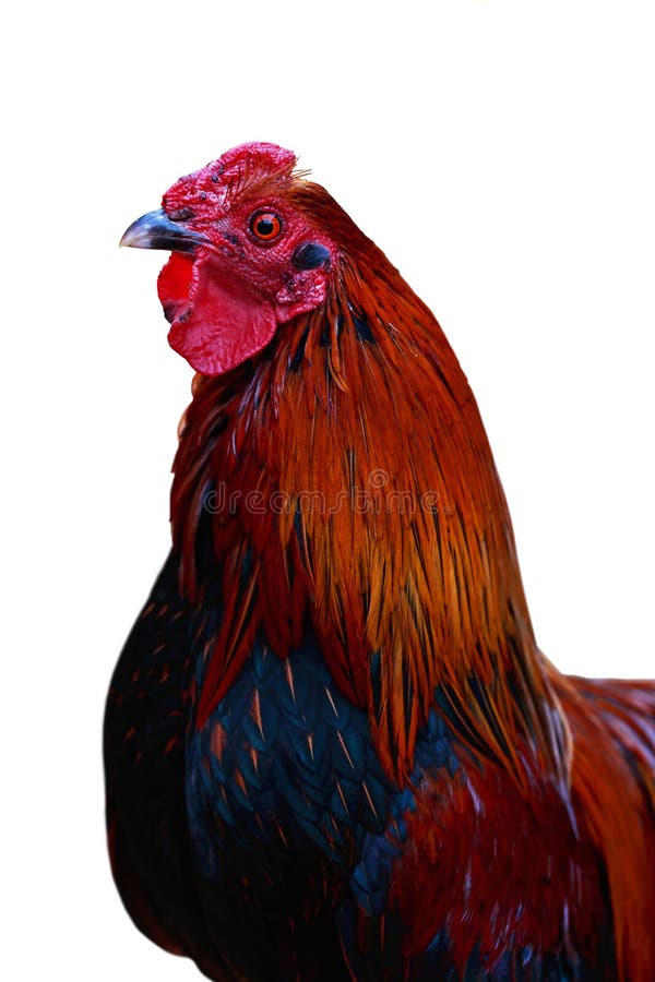 Big colorful rooster stock photo. Image of green, doodle - 133131146