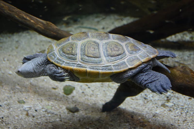 A Big Colorful Turtle stock image. Image of nature, ecosystem - 84700677