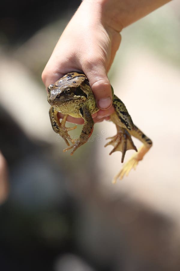Big Common Frog Caught by a Child Ready for Release Stock Photo - Image ...