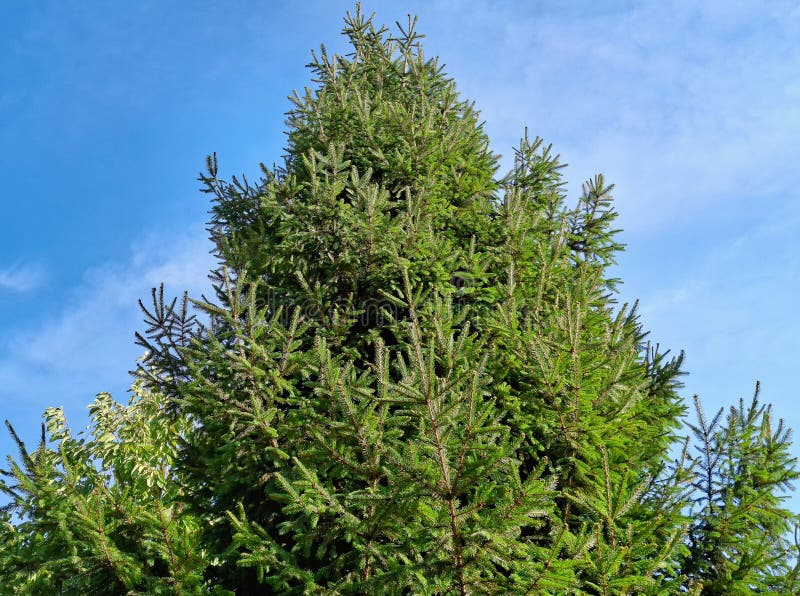 Big Common Spruce Tree in Romania. Picea Abies Stock Image - Image of ...