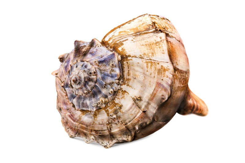 Big seashell stock image. Image of hull, color, shelter - 11544501
