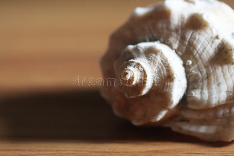A Big Conch, Beautiful Conch Close-up Stock Photo - Image of conch ...