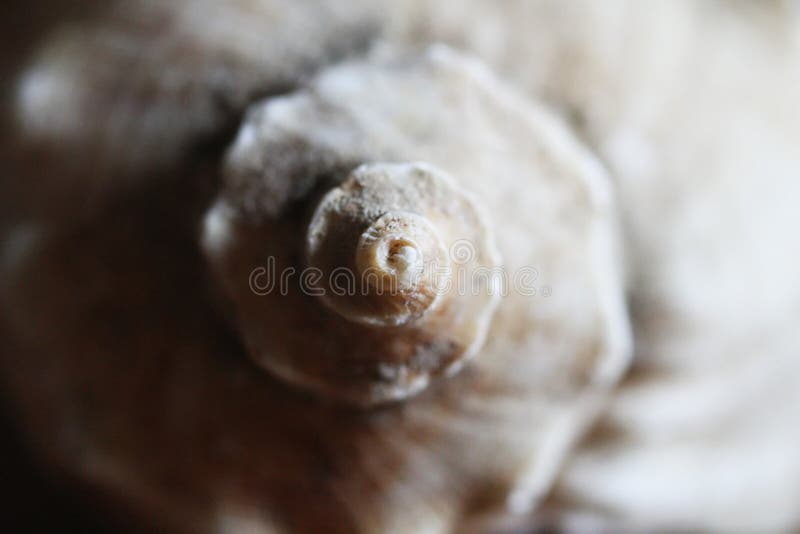 A Big Conch, Beautiful Conch Close-up Stock Image - Image of empty ...