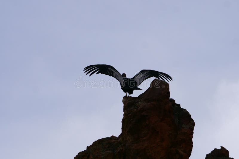 A Big Condor Bird Sitting and Spreading Its Wings on Top of a Big ...