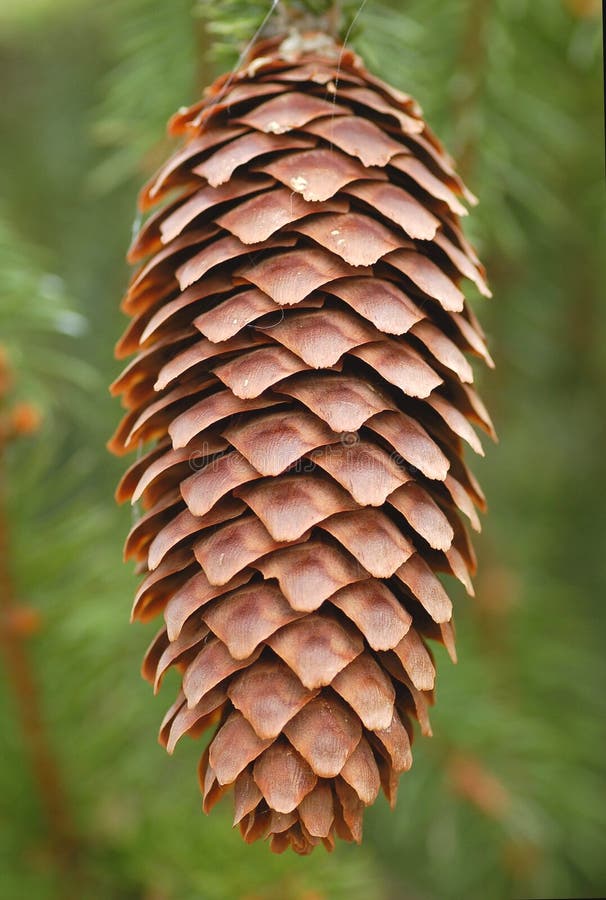 Big cone stock photo. Image of wood, seed, environment - 5686472