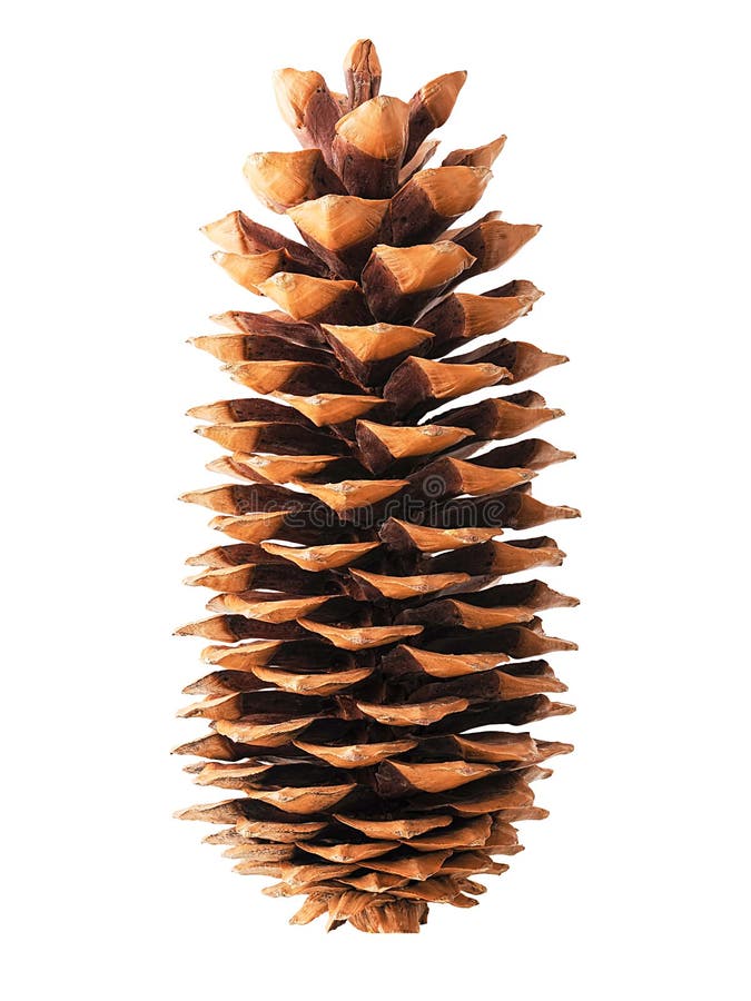 Big Cone of Evergreen Coniferous Tree Isolated Stock Image - Image of ...