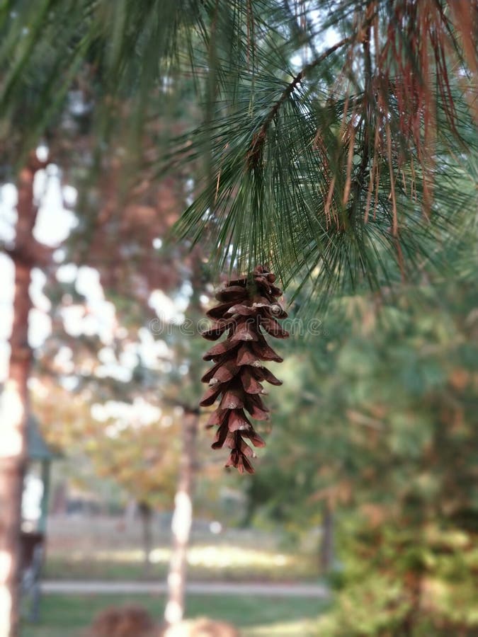 Big Cone on a Live Fir Tree Stock Image - Image of evergreen, tree ...