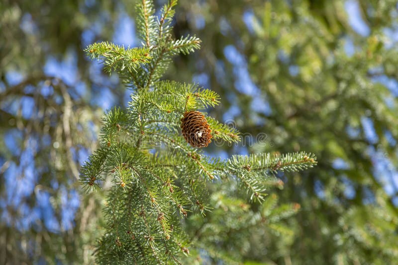 Big Conifer Cone on a Bright Green Branch Stock Photo - Image of ...