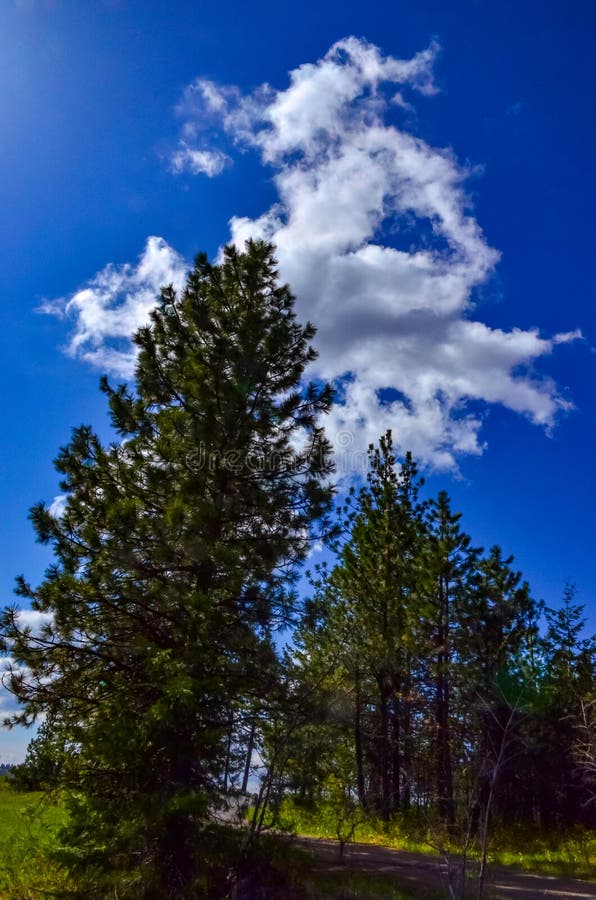 Big Coniferous Spruce Tree Against Blue Sky Background, Oregon, US ...