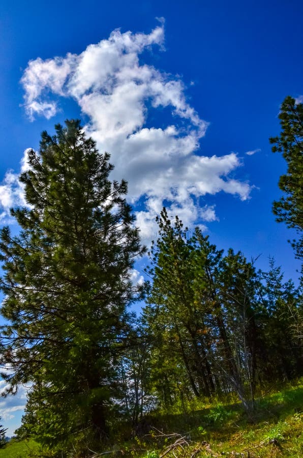 Big Coniferous Spruce Tree Against Blue Sky Background, Oregon, US ...